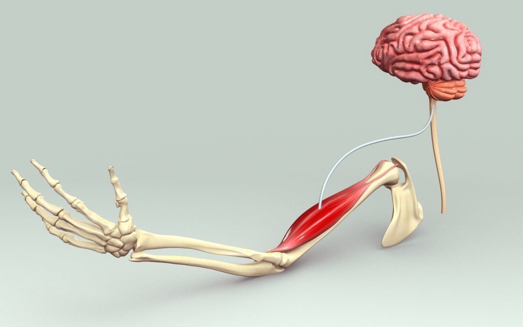 Part 2: 8 signs that your Psoas Muscle is Tight and what you can do ...